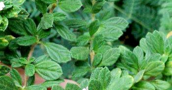 Oreganito, al alcance de nuestras manos.