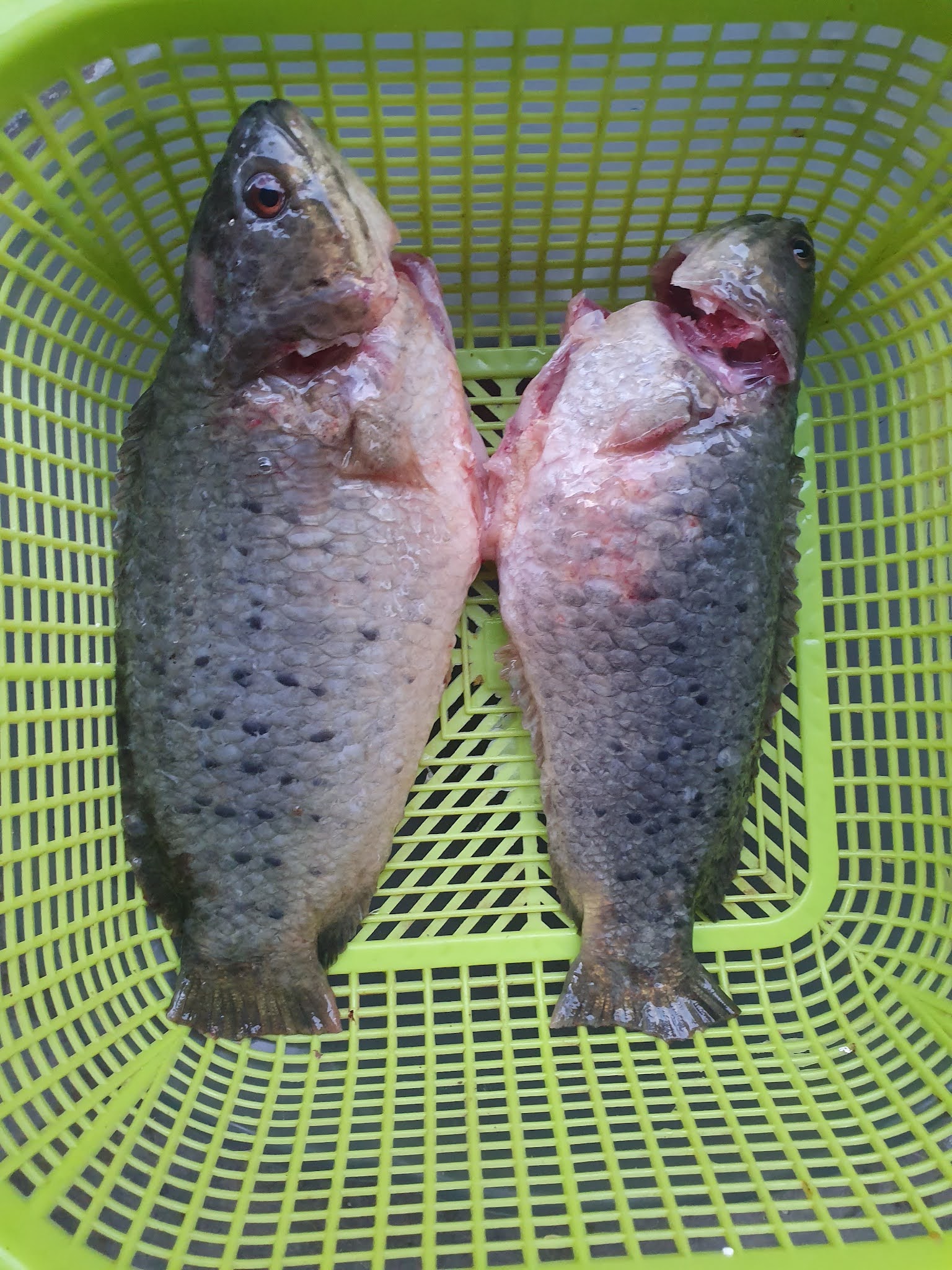 Warisan Petani: MB 176 : Ikan Puyu Goreng