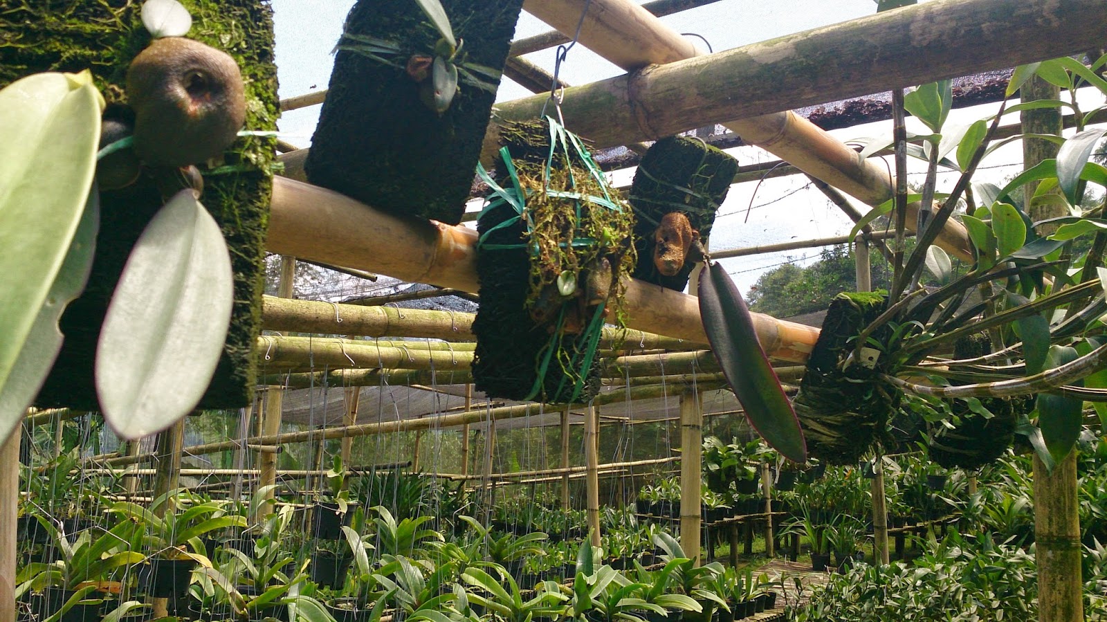 CENTRA ANGGREK: Bulbophyllum Phalaenopsis (anggrek dasi)