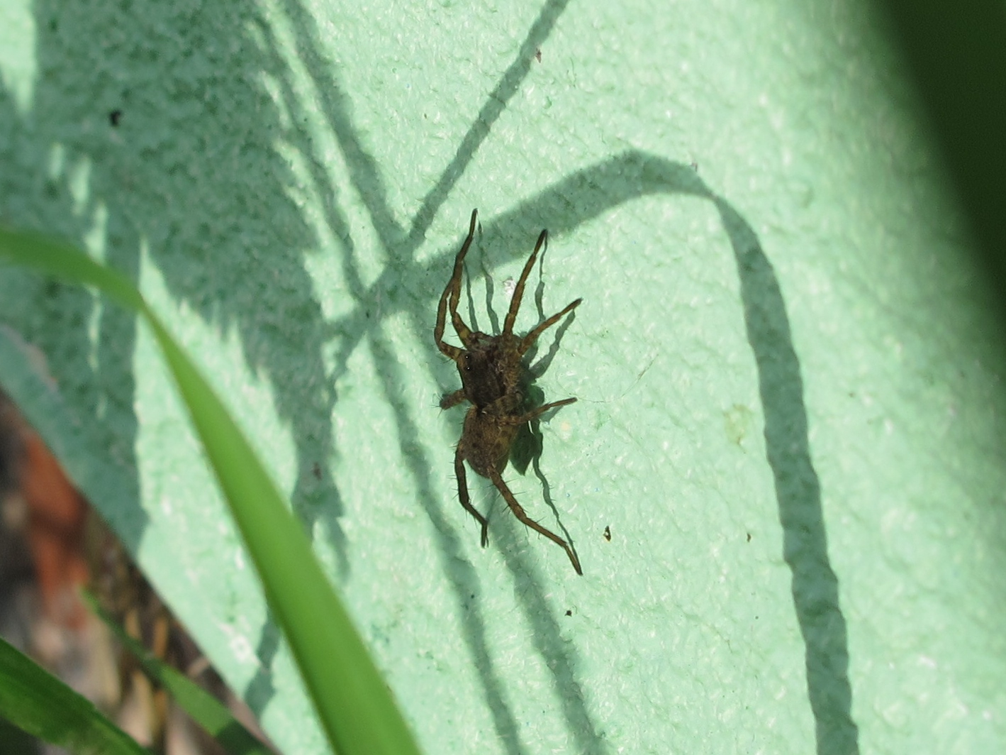 BugBlog: October spiders