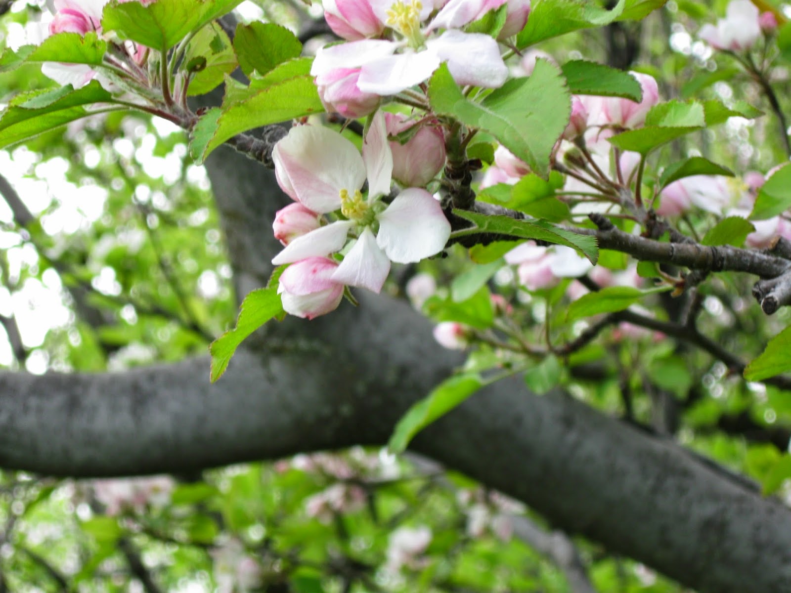 Avella Orchard: Blue Pearmain apple