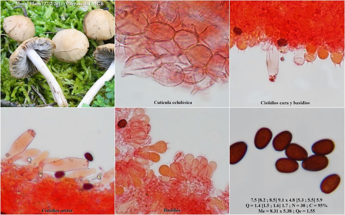 Microscopía de hongos. Vol 4. O - R: Psathyrella panaeoloides