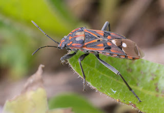 MACREANDO: Spilostethus pandurus