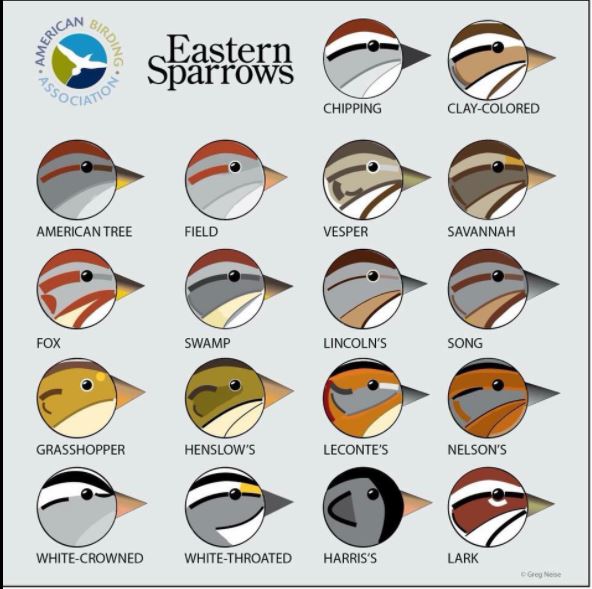 Prairie Rapids Audubon: Eastern Sparrows - Facial Markings ID Help