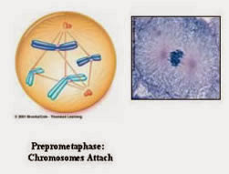 5 Tahapan Pembelahan Sel Secara Mitosis - Biologi Edukasi: Belajar ...