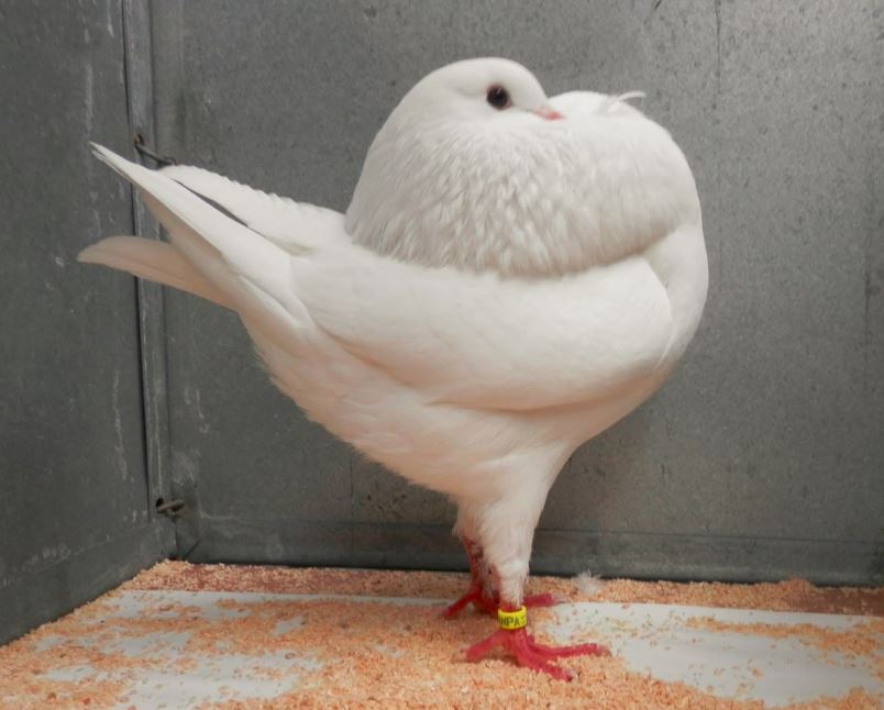 World of Pigeons and Doves: Holle Cropper ( Amsterdamer Kröpfer )