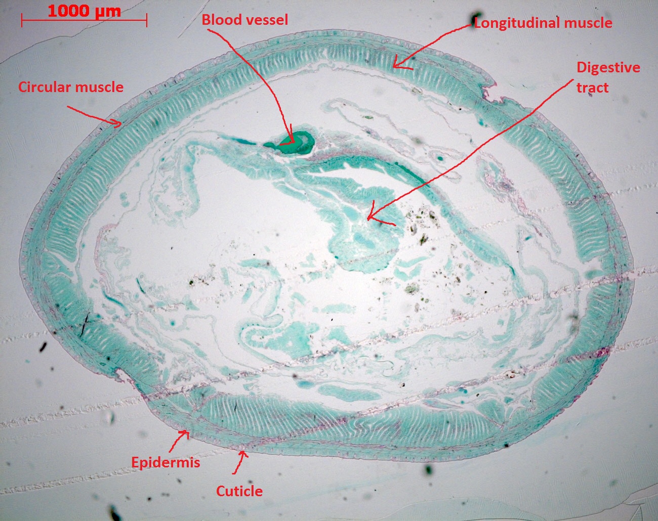 Worm Cast: What's the 'poop' on worm science?: Histology (Part 2): THE ...