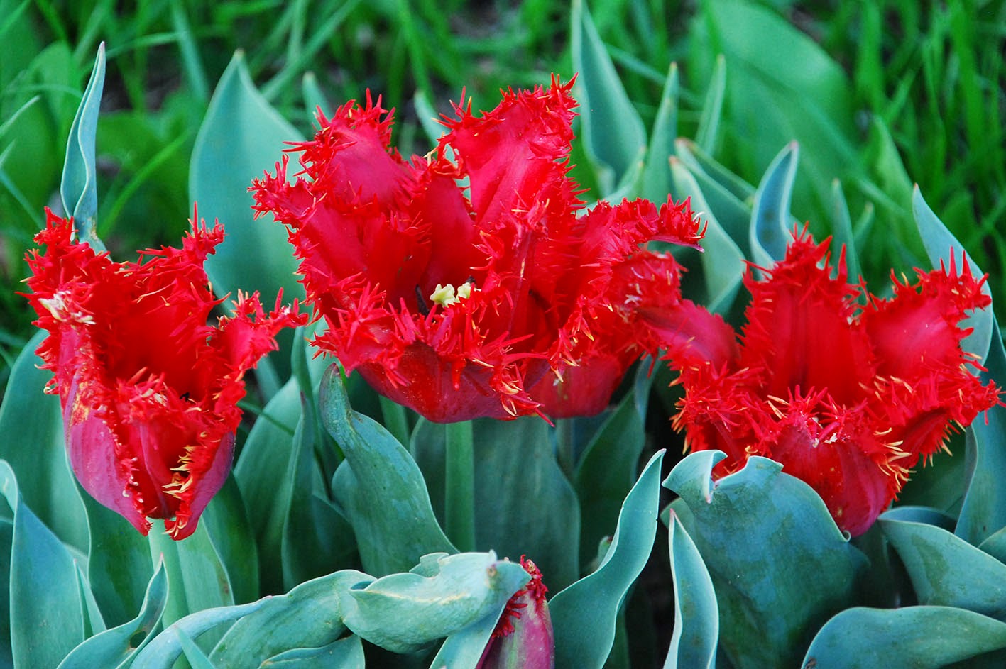 garden delights: TODAY'S FLOWERS - The Wonder of the First Tulips
