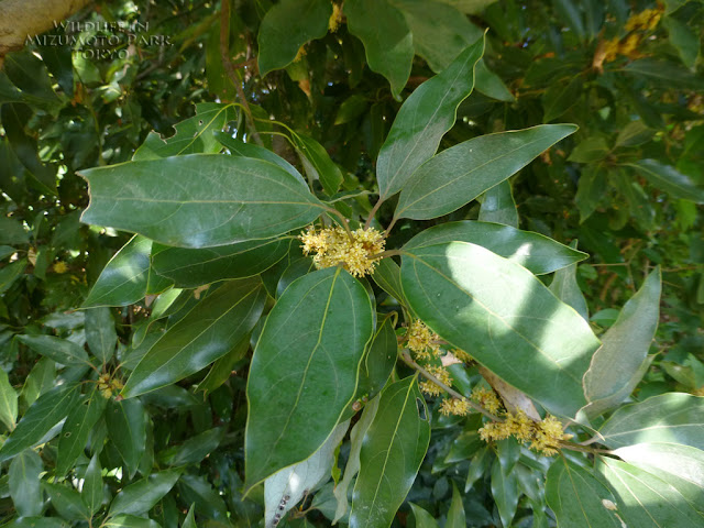 シロダモ Japanese Silver Tree-水元公園の生き物