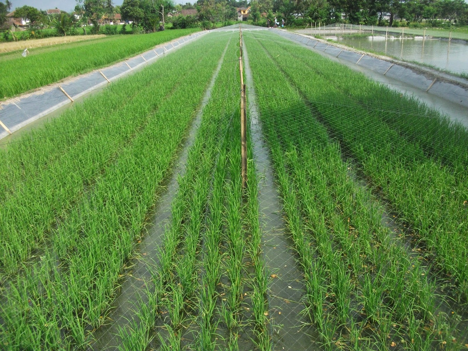 PENDEDERAN MINA PADI IKAN GURAMI