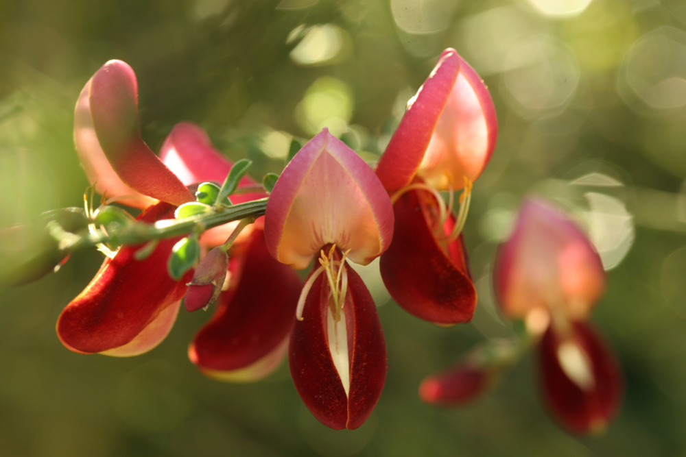 Preston Bissett Nurseries and Country Shop: Cytisus Look Stunning in ...