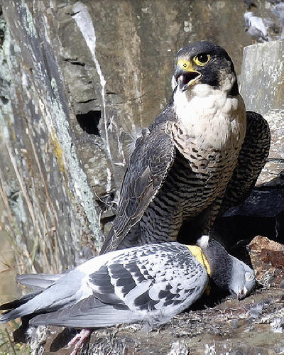 Voiajori&Ornament: Soimul Calator...