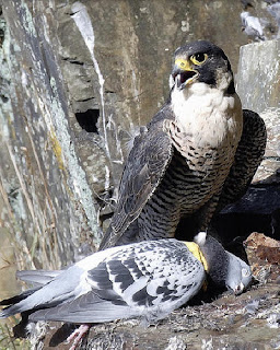 Voiajori&Ornament: Soimul Calator...