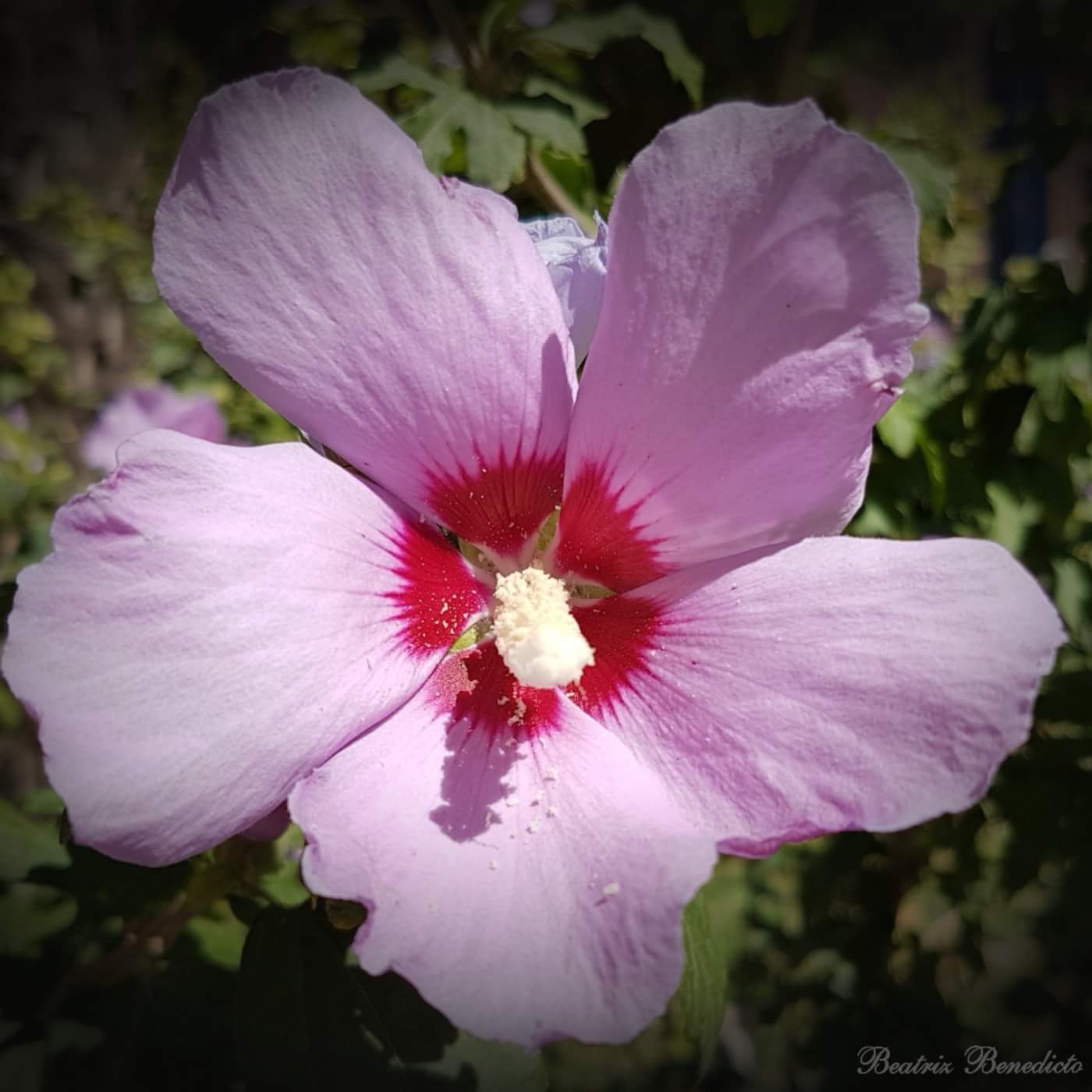 El álbum de fotos de Beatriz : Flores, muchas flores. Fb hasta 28 feb
