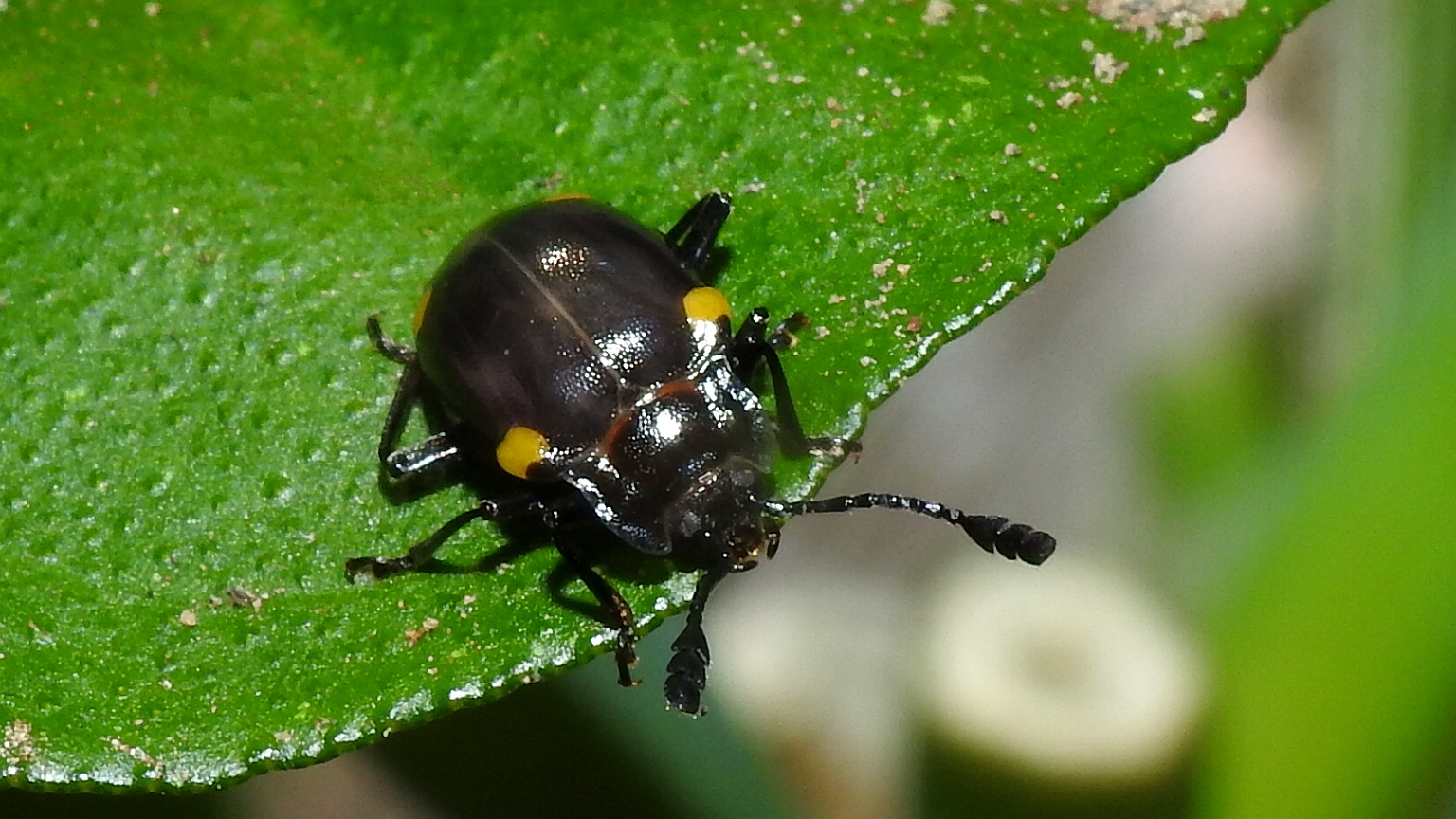 台灣-鳥類與昆蟲-自然觀察記錄: 肩斑辛偽瓢蟲 Sinocymbachus humerosus