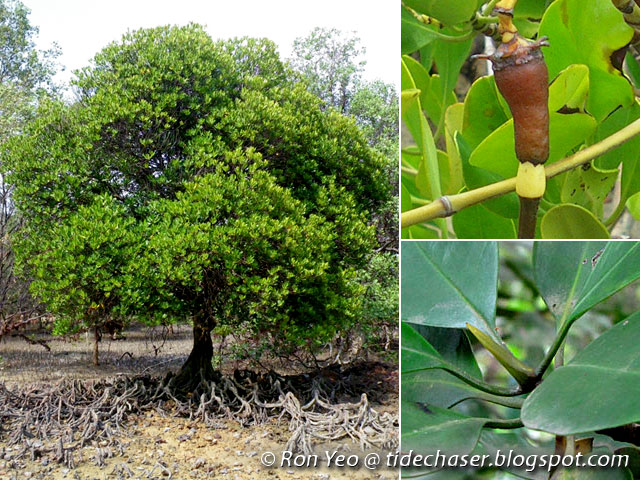 tHE tiDE cHAsER: Identifying the True Mangrove Plants of Singapore