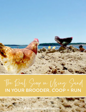 The Real Scoop on Using Sand in your Chicken Coop, Run or Brooder ...