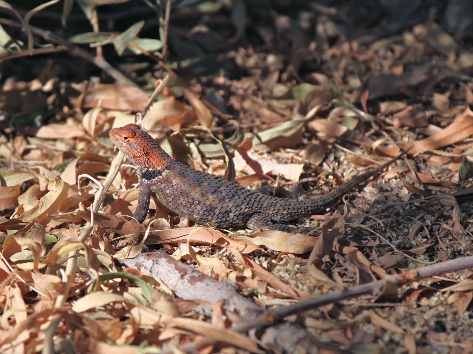 The Azure Gate: Lizards - Part II