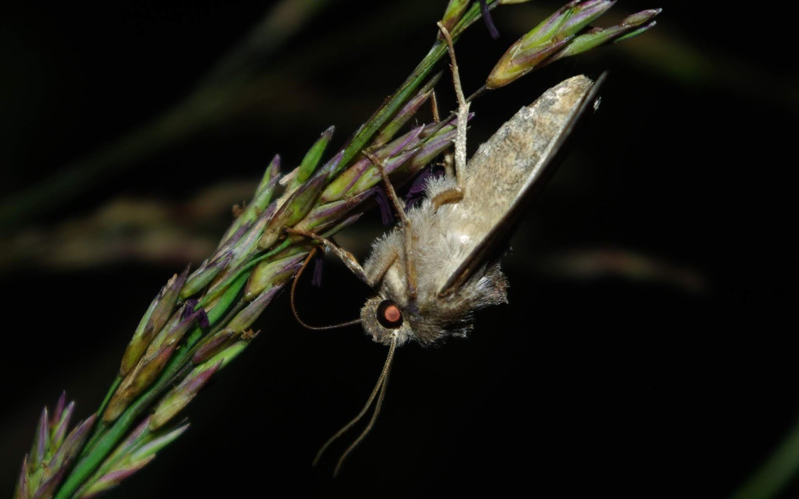 The Montgomeryshire Moth Group Blog: 2019