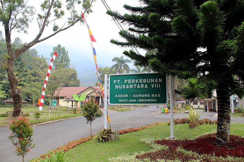 wisata Gunung Mas Puncak | info wisata puncak bogor 2021