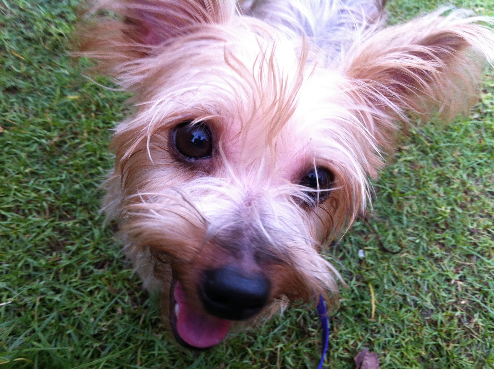 Paw Mart: Bishan Dog Run