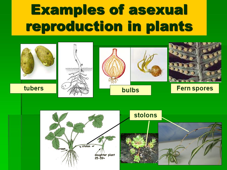 Asexual Reproduction Types asexual-reproduction-types