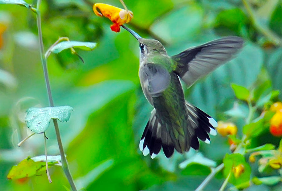 One Jackdaw Birding: Ruby-throated Hummingbird in a patch of Jewelweed