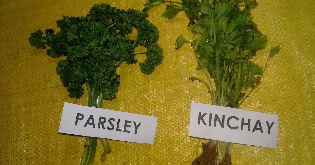 My Body. My Life . My Decision.: Are parsley and kinchay / kintsay the ...