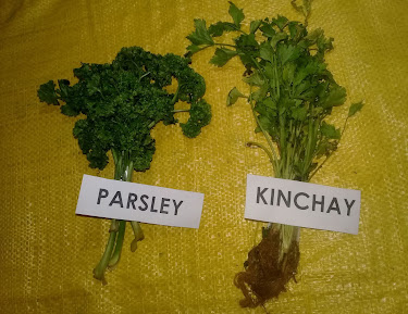 My Body. My Life . My Decision.: Are parsley and kinchay / kintsay the ...