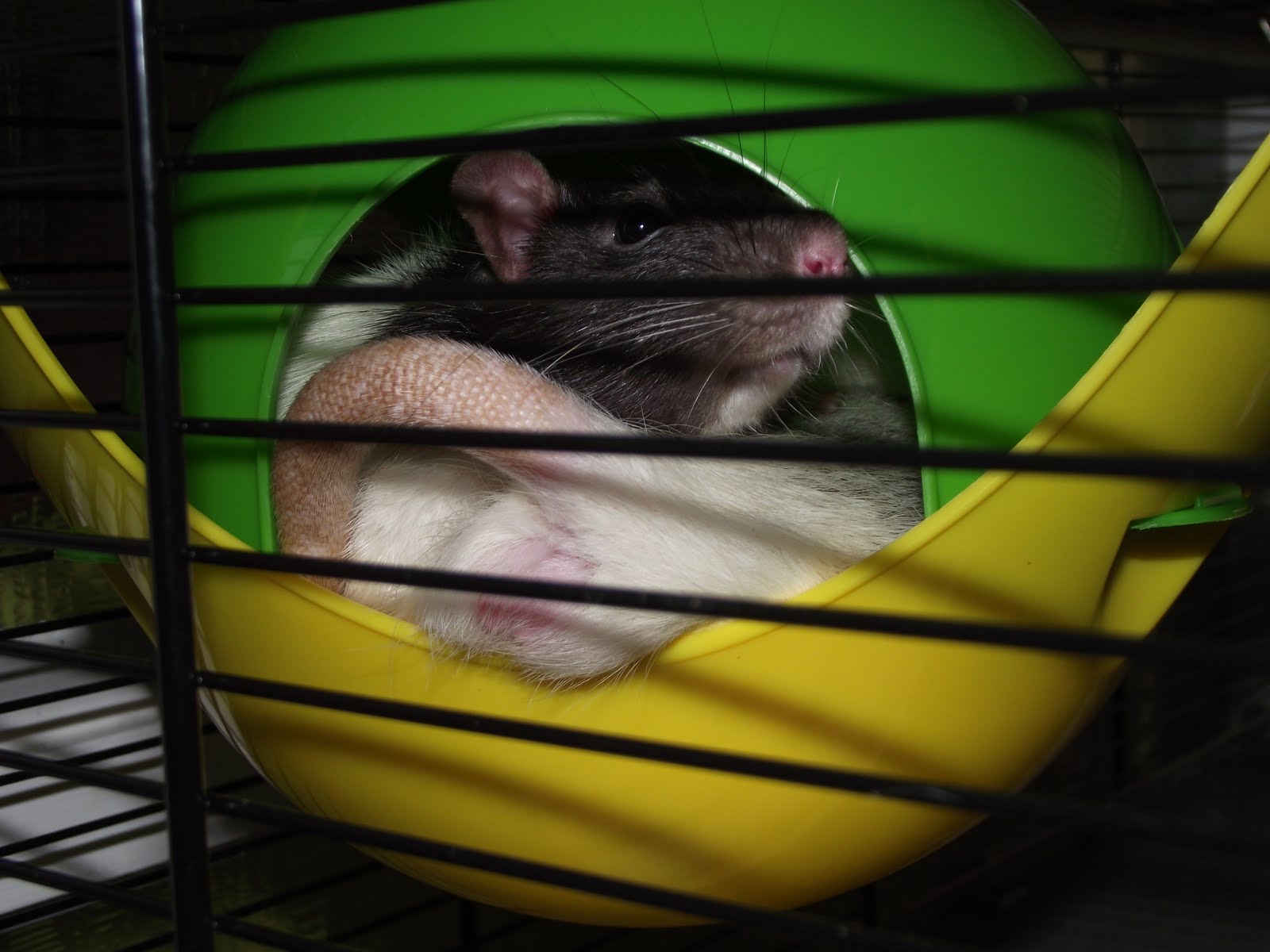 Mortimer and Wheeler: How many rats can you fit in a Sputnik?