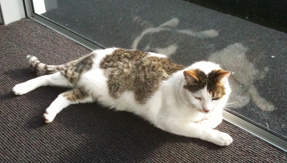 Minnie Moo the cat: Minnie Moo the cat is song-less