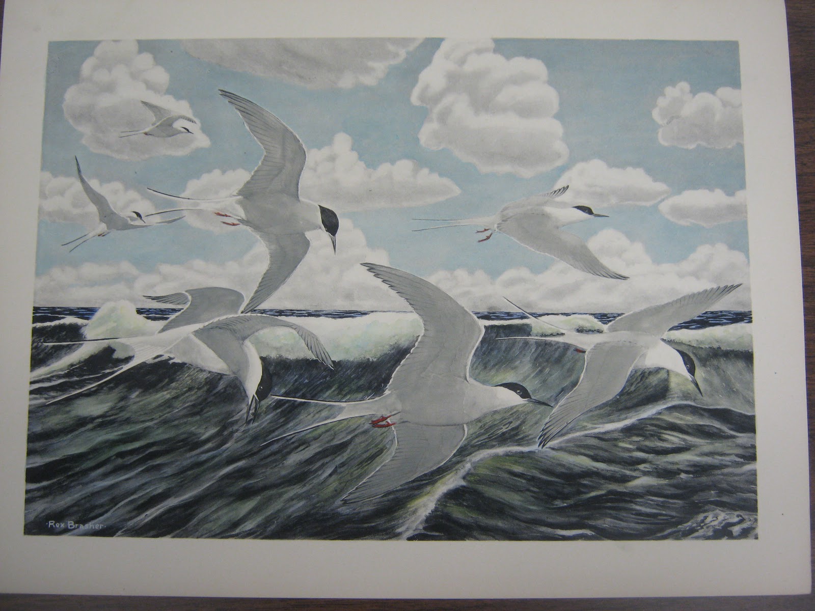 AvesInArt: Rex Brasher's bird art and birding Kent's River Road