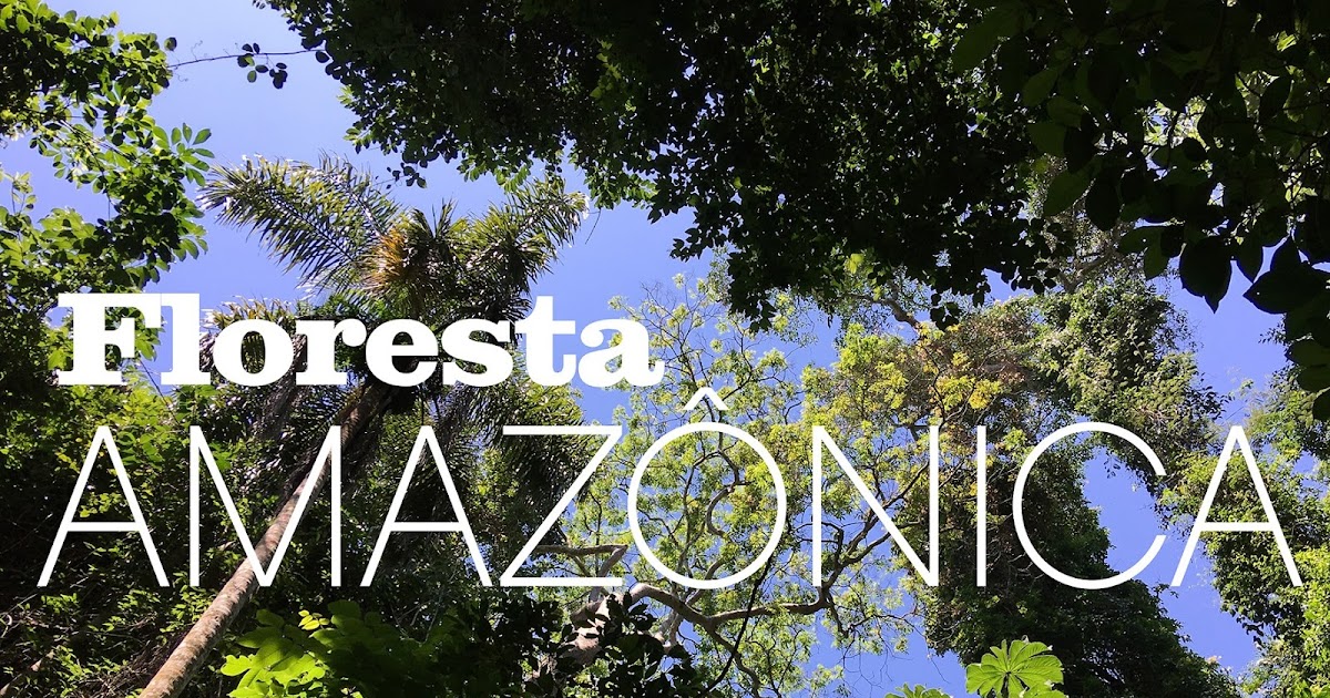 EDUCAÇÃO MEIO AMBIENTE E NOVAS TECNOLOGIAS: Floresta amazônica