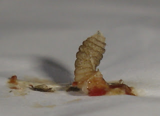 Under African Skies: Theo's Mango Fly