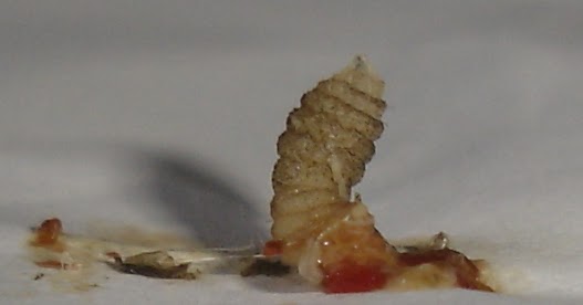 Under African Skies: Theo's Mango Fly