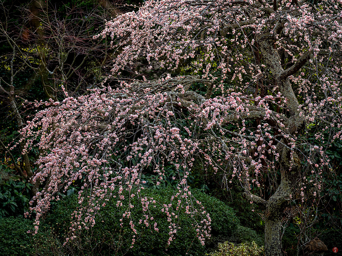 FROM THE GARDEN OF ZEN: Shidare-ume (Prunus mume f. pendula) flowers ...