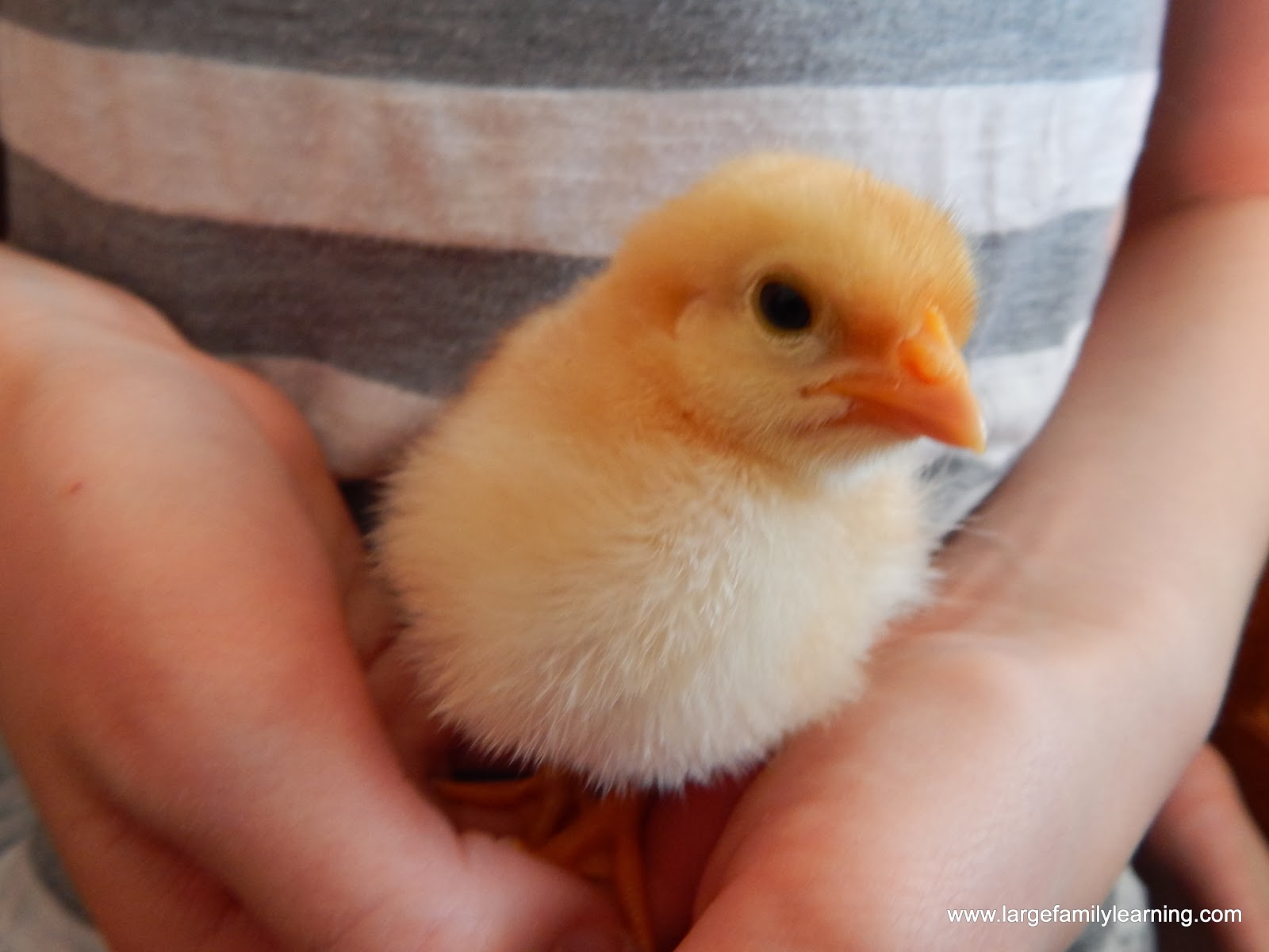 Large Family Learning : Raising Baby Chicks, Week 1, Part 2: Crazy ...