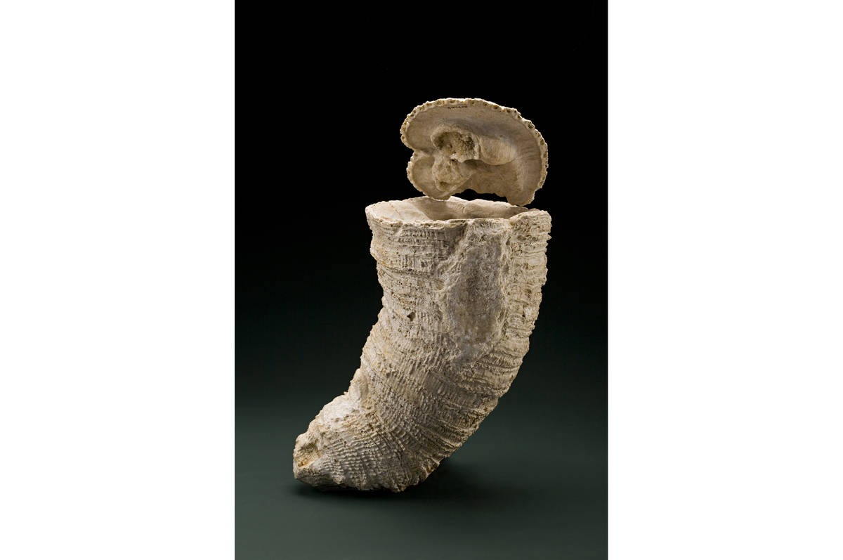 Fossils and Other Living Things: Our Days Are Longer