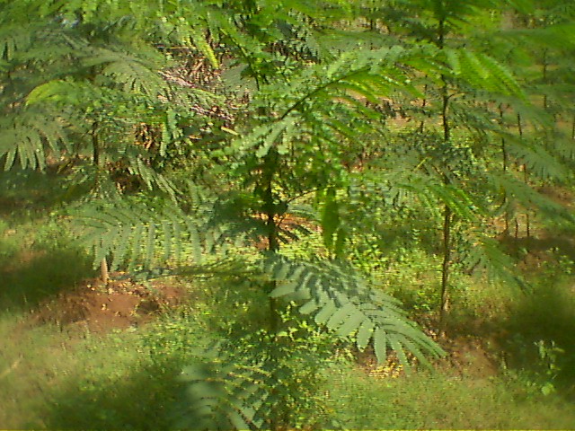 Batai - Albizzia falcata Backer