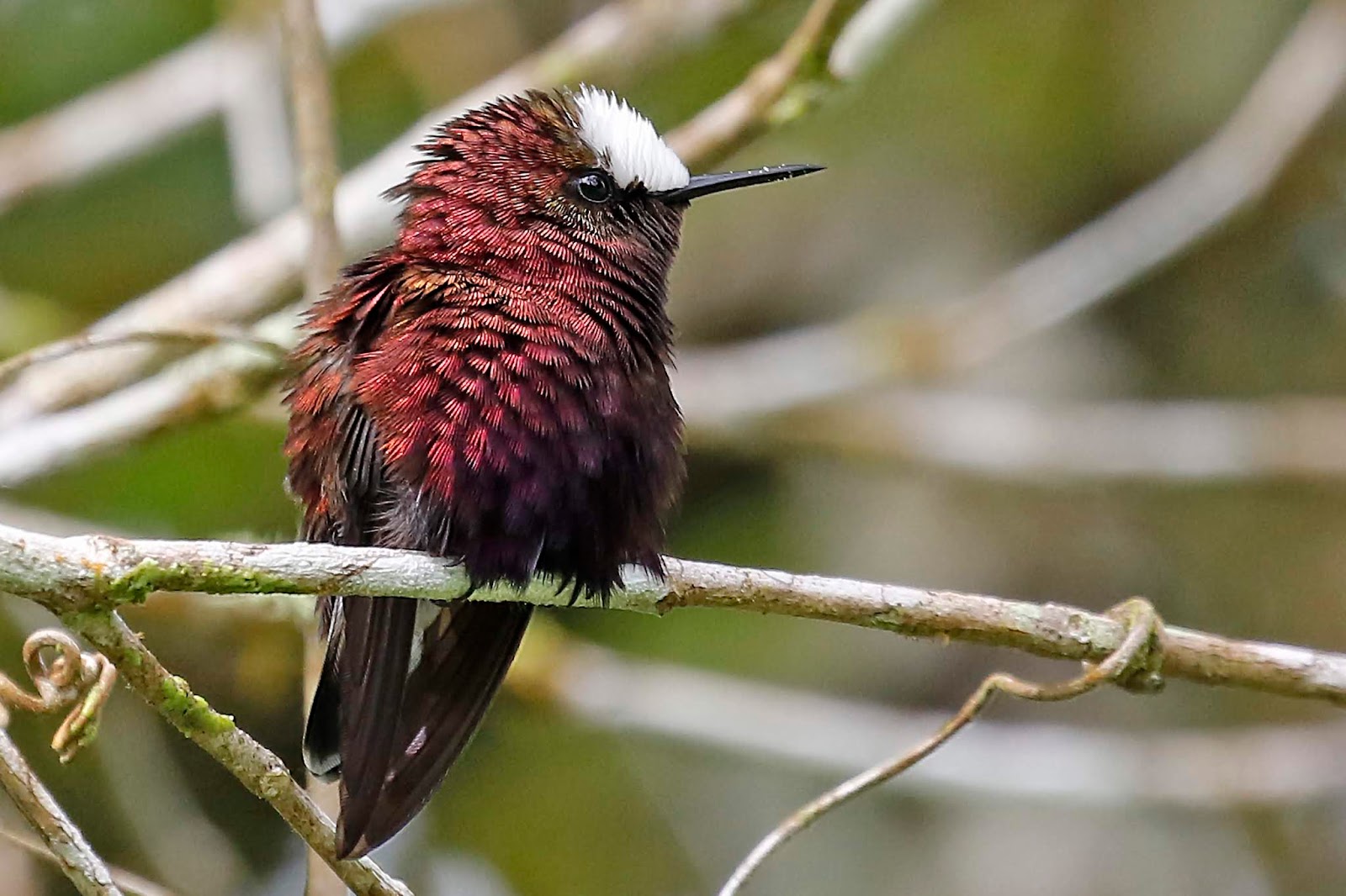 Away From Four Marks: Gallery - Hummingbirds