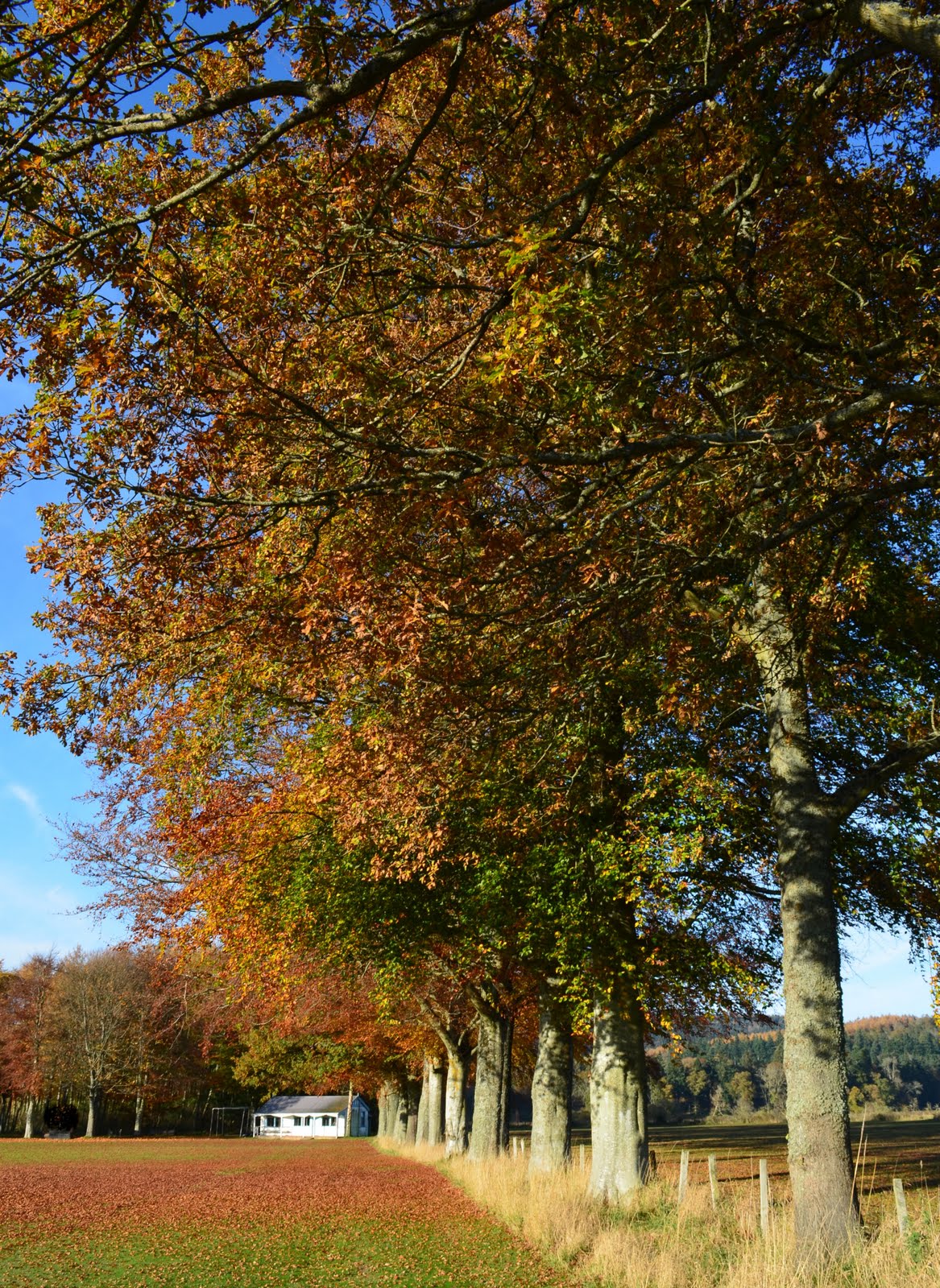 Tour Scotland: Tour Scotland Autumn Photographs Trees Spittalfield ...