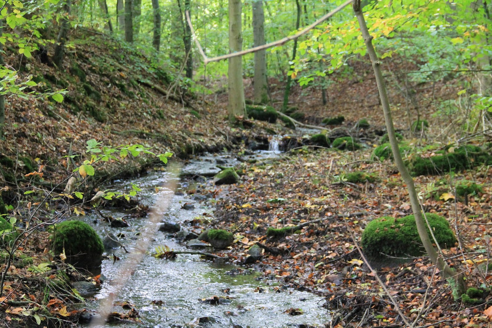 Vandringsløse Tidende: Bidstrup Skovene Nord