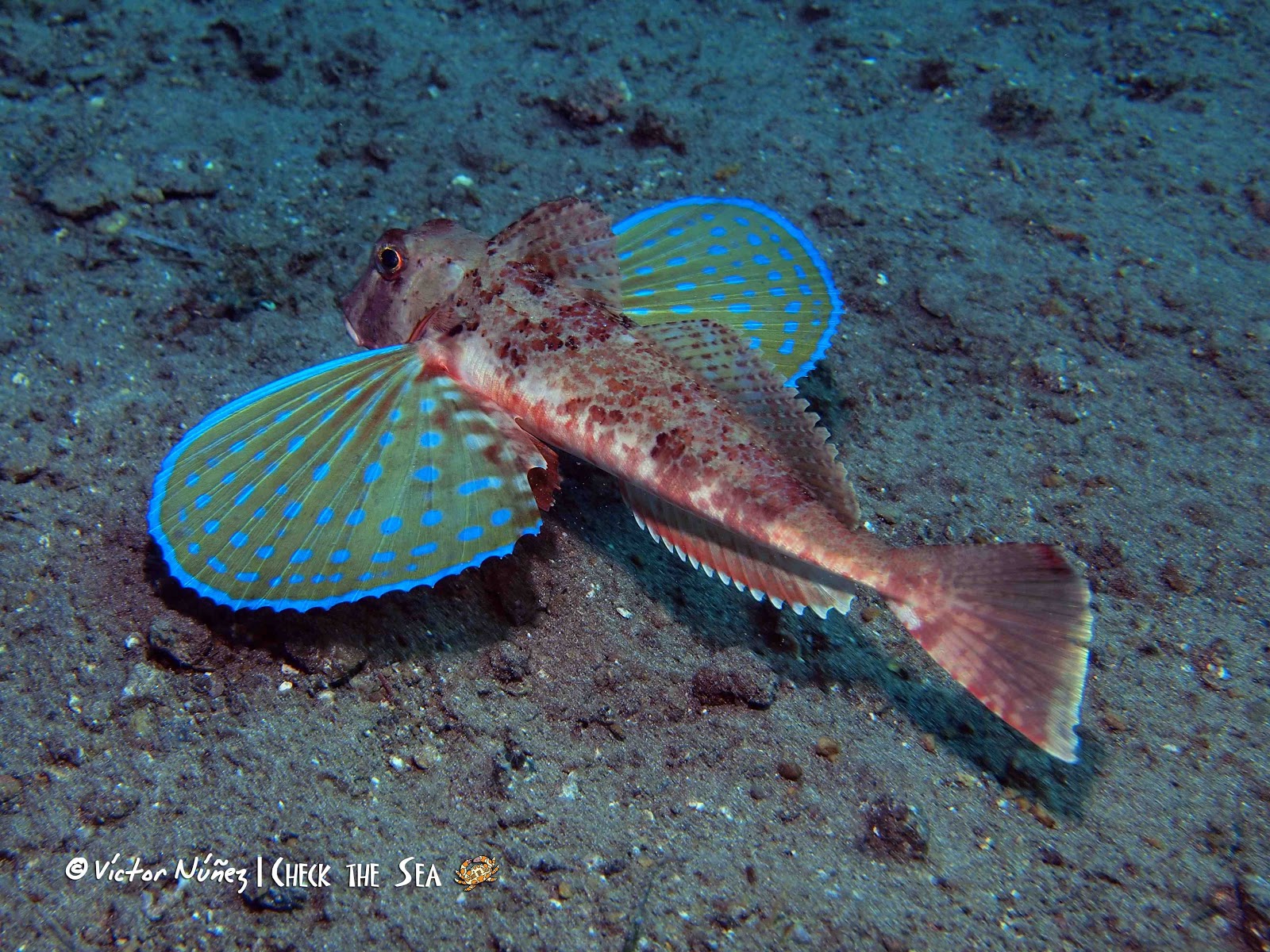 Check the Sea. Web de buceo y fotografía submarina de las Islas ...