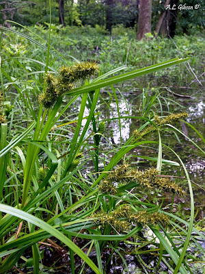 The Buckeye Botanist: Rare Sedge Discovery at Lawrence Woods