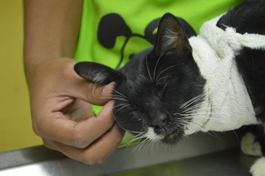 Susulan Berita Terkini Si Tompok, Kucing Yang Cedera Parah Di Leher ...