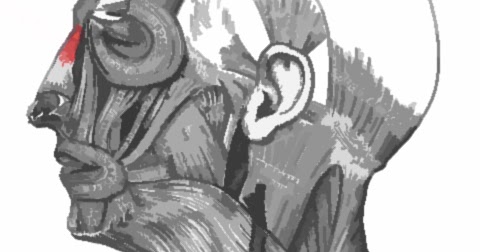 MUSCULOS.XYZ: Músculo prócer