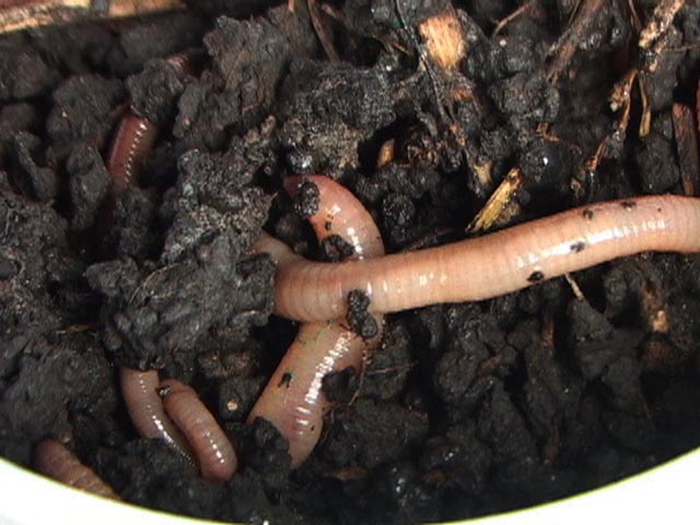 Tagen D.s blog: Segment Worms