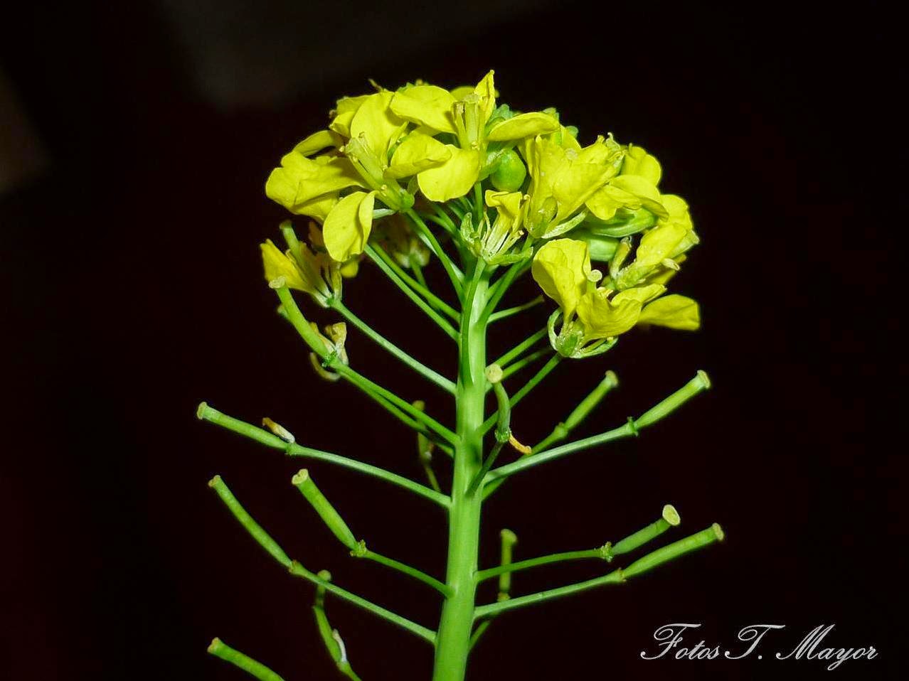 Flores y plantas silvestres: " Diplotaxis ibicensis ". Rabaniza ...