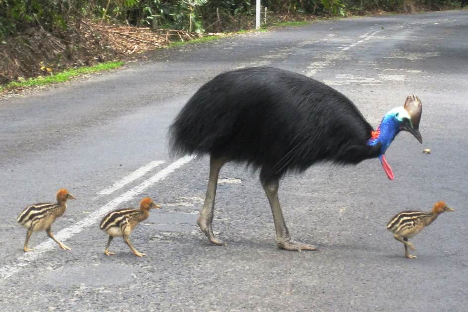 EKOGEO: KASUARI : UNGGAS RAKSASA DARI INDONESIA TIMUR