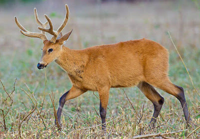 Synapsida: All the World's Deer: Deer from the Grasslands, Swamps, and ...